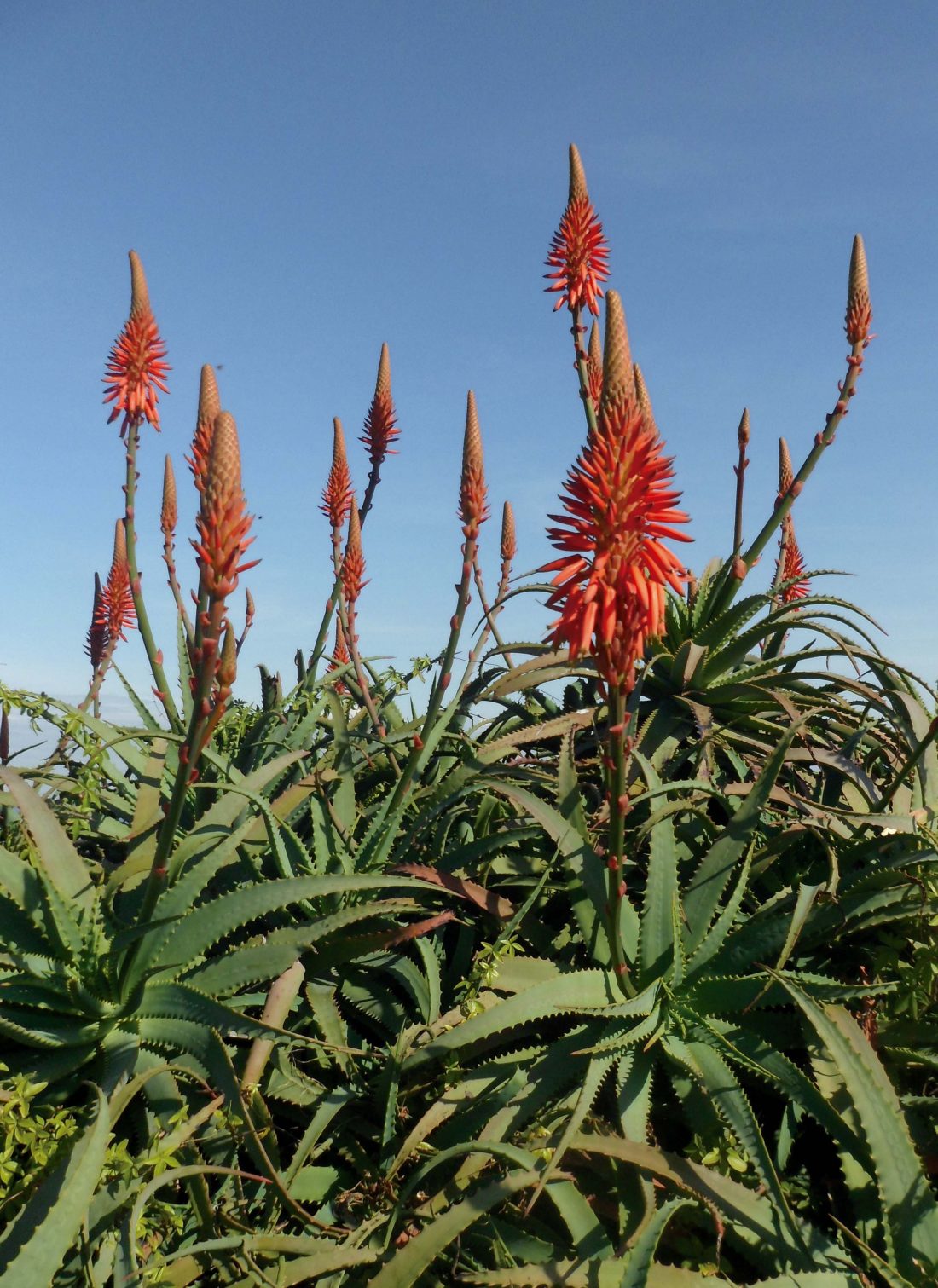 Aloe arborescente - Entrejardines