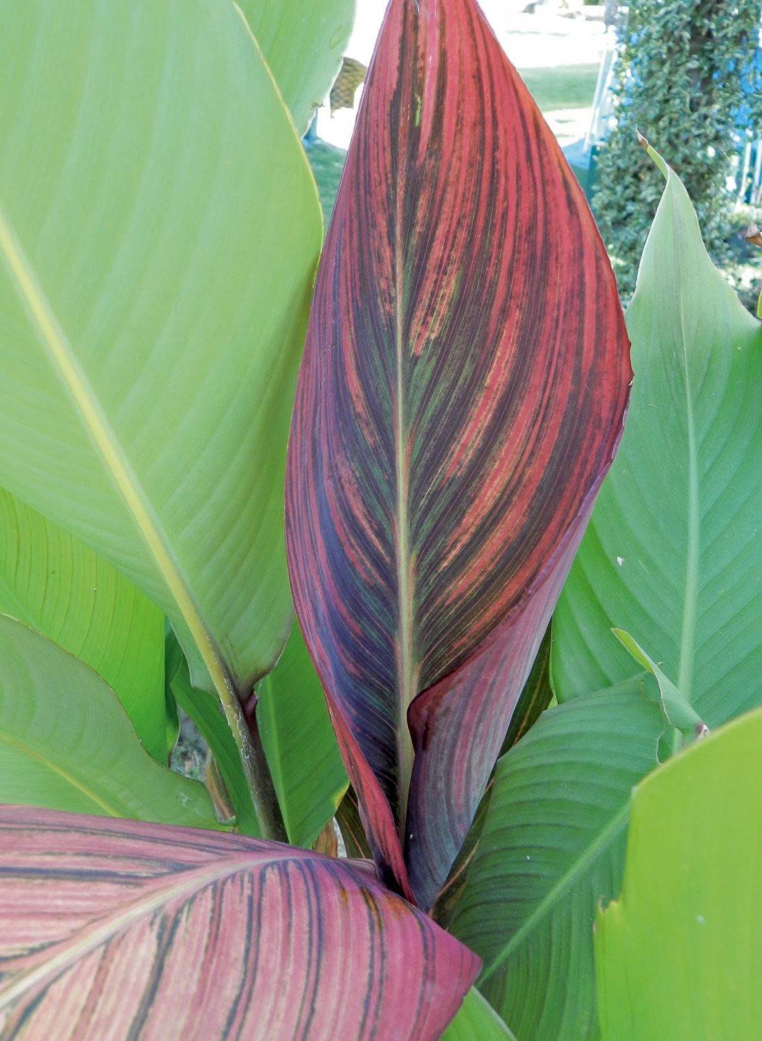 Achira, caña de las Indias - Entrejardines