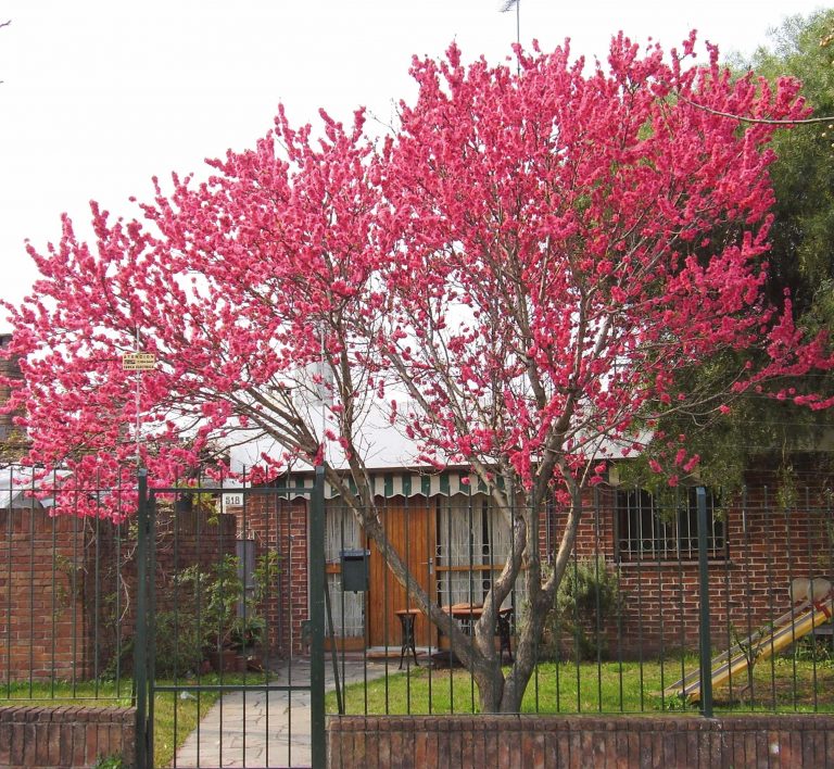 Duraznero de jardín - Entrejardines