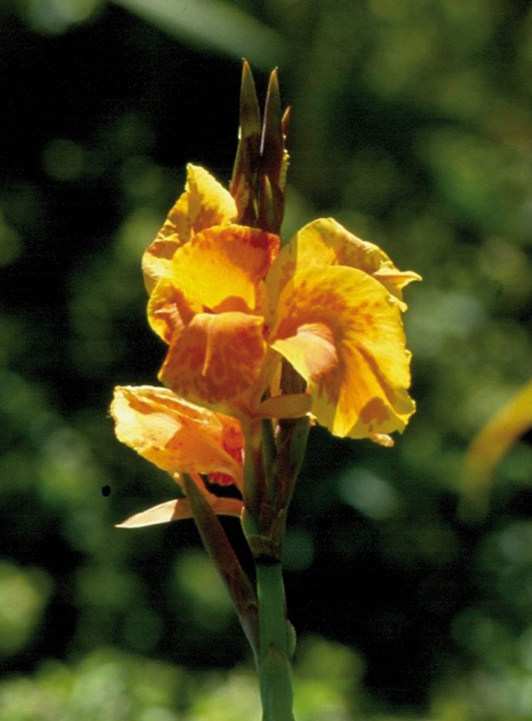 Achira, caña de las Indias - Entrejardines