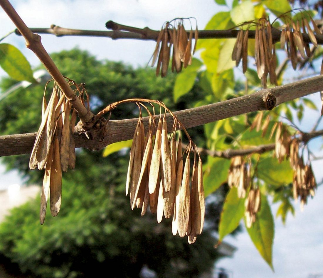 Fresno americano - Entrejardines