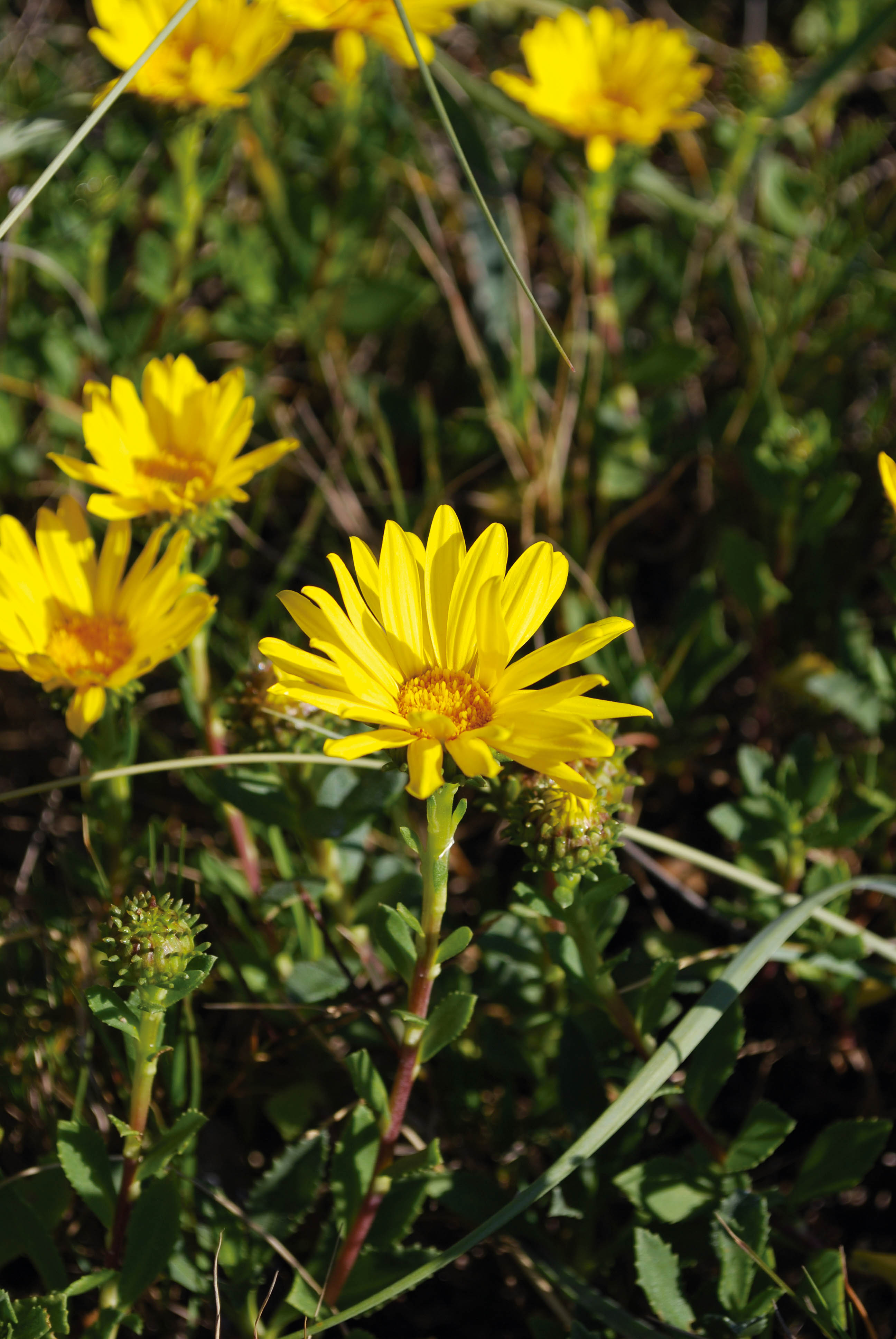 Grindelia orientalis - Entrejardines