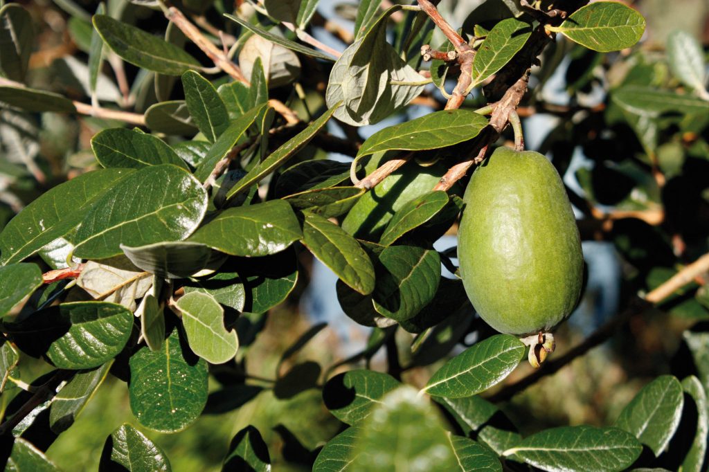 Guayabo del país - Entrejardines