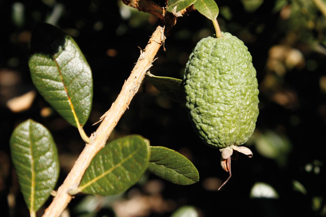Cultivo del guayabo del país - Entrejardines