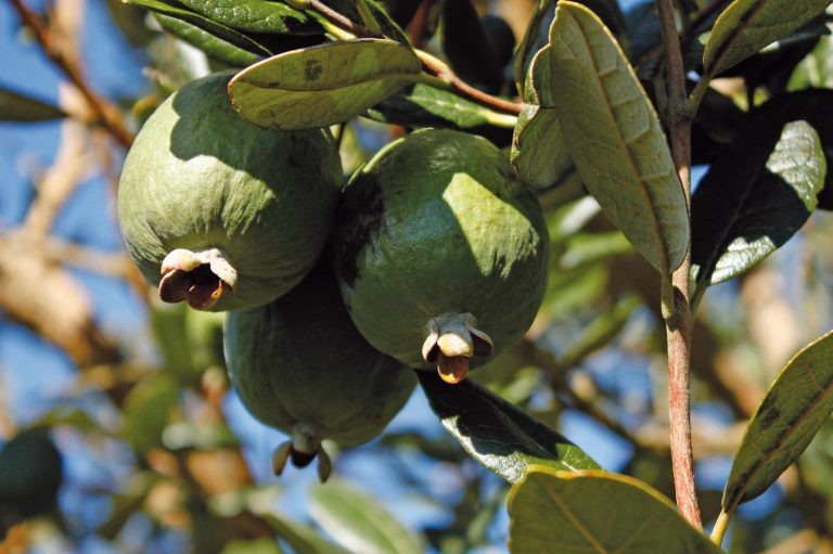 Cultivo del guayabo del país - Entrejardines