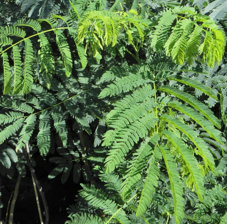 Timbó - Entrejardines