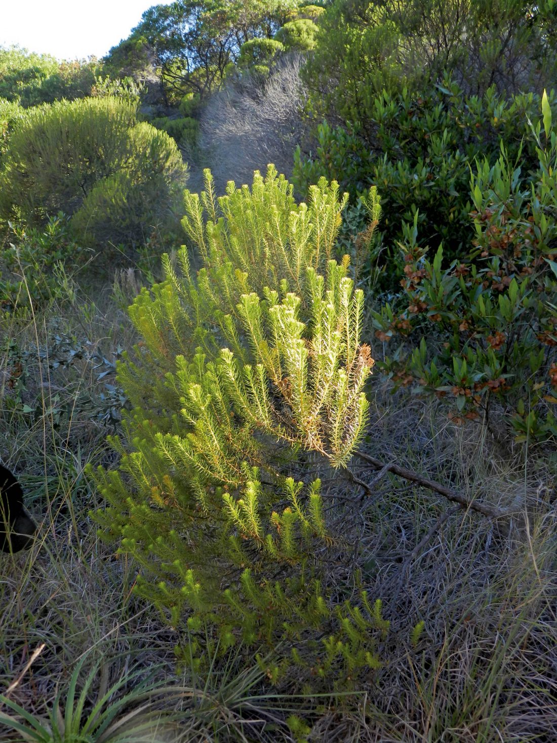 romerillo 2240 - Entrejardines